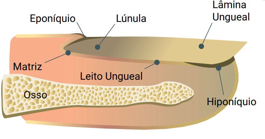 Procedimentos